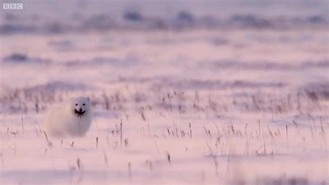 귀여운 북극여우 사냥법 Mlbpark
