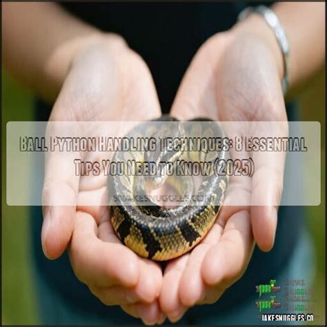 Ball Python Handling Techniques 8 Essential Tips You Need To Know 2025