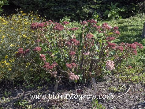 Sedum Crown Rot Plants To Grow Plants Database By Paul S Drobot