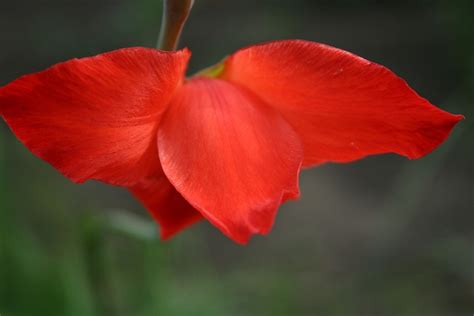 10 Free Dragon Lily Nature Photos Pixabay