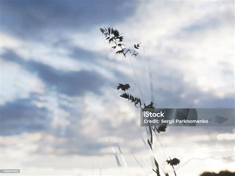꽃 잔디와 호수 따뜻한 봄 석양의 자연 배경 혼합된 이미지 0명에 대한 스톡 사진 및 기타 이미지 0명 4월 검은색 Istock