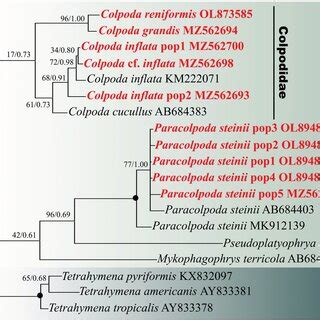 The Bayesian Inference BI Tree Based On The MtSSUrRNA Gene Of Major Download Scientific