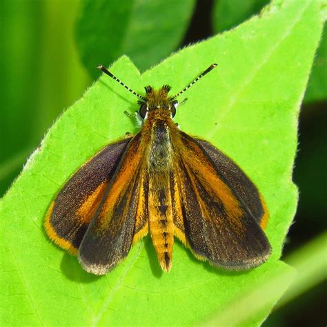 Least Skipper Alabama Butterfly Atlas