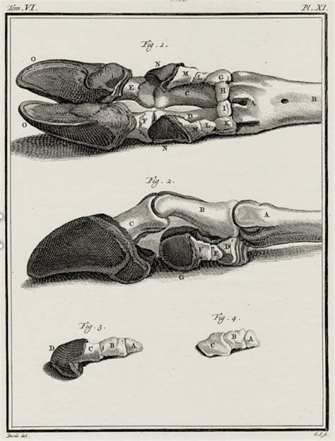 Deer Foot Anatomical Drawing Animal Skeletons Anatomy Drawing Deer