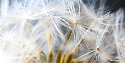 Video How To Focus Stack Macro Images With A Simple Setup Australian