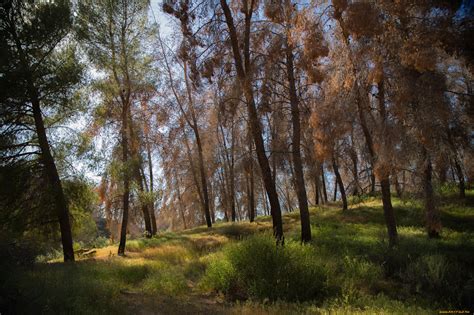 Обои Природа Лес обои для рабочего стола фотографии природа лес деревья Обои для рабочего