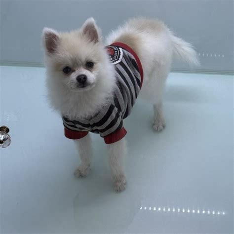 포메라니안 복권 푸숑책임분양 노르웨이숲책임분양 데본렉스책임분양 뱅갈책임분양 샴책임분양 셀커크렉스책임분양 스핑크스책임분양 아메리칸숏헤어책임분양 아메리칸컬책임분양 아비시니안책임