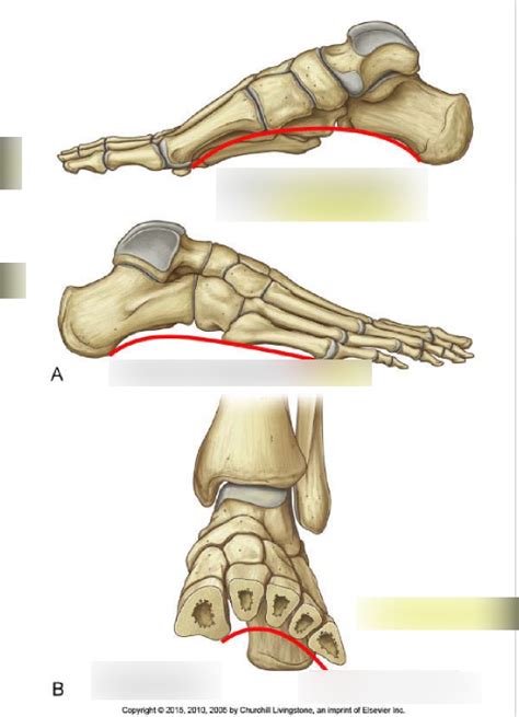 Diagram Of Arch Support Quizlet