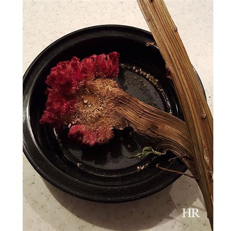 Gardening How To Grow Cockscomb Hope Reflected