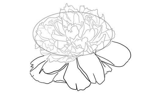 How To Draw A Peony Botanical Art Made Easy