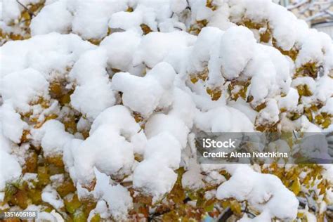 겨울 냉동 노란색 잎과 부시 가지는 첫 번째 눈으로 덮여 첫 번째 강설 눈 안에 있는 나무 11월에 대한 스톡 사진 및 기타 이미지 Istock