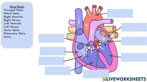 Label The Heart Exercise Worksheets Library