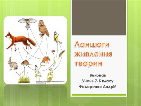 Ланцюги живлення тварин презентация онлайн