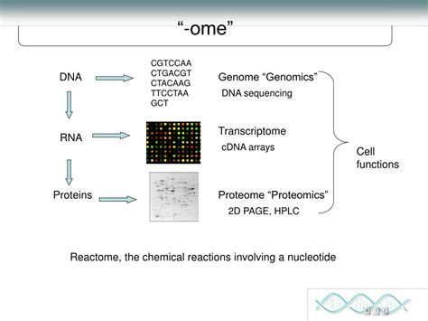 PPT Proteomics Bioinformatics PowerPoint Presentation ID 904746