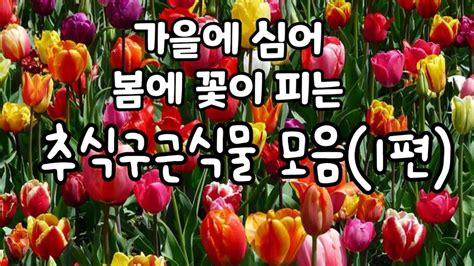 구근식물가을에 심어 봄에 꽃이 피는 추식구근식물 종류1편 Youtube