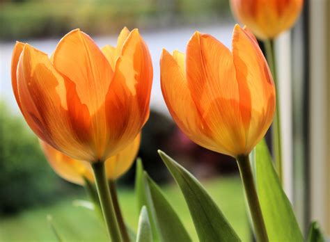 1920x1080 Wallpaper Orange Petaled Flowers Peakpx