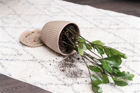 Socorro Minha Planta Está Morrendo Calma Temos Soluções