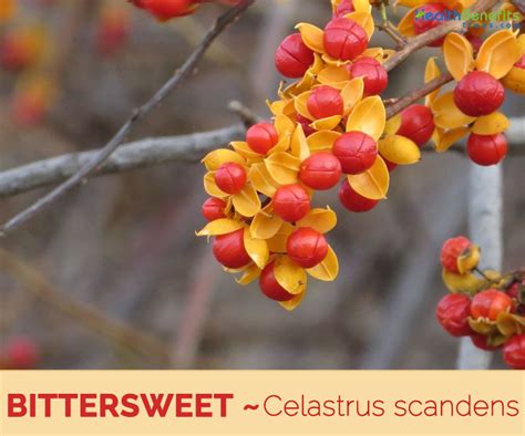 Difference Between Bittersweet And Semisweets Dgde