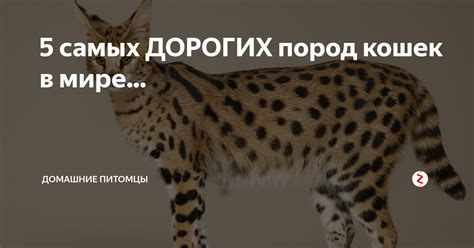 5 самых ДОРОГИХ пород кошек в мире Лохматый Будильник Дзен