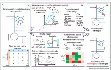 Figure 1 From Metabolic Model Guided Strain Design Of Cyanobacteria Semantic Scholar