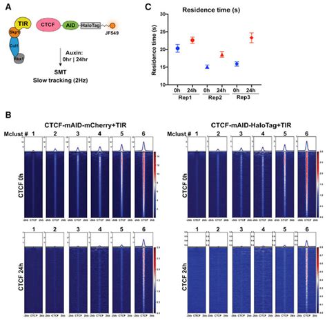 Cbs Persistence Correlates With Residence Time On Chromatin A Smt