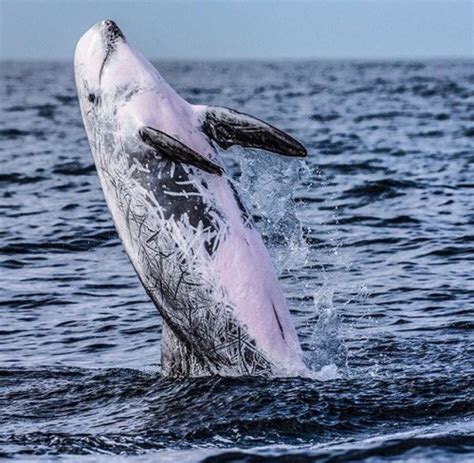 Cetacean Nation Photo