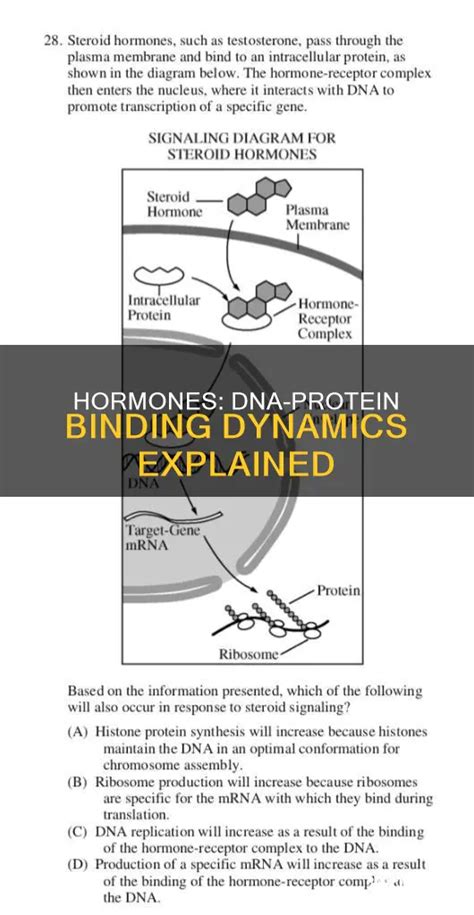 Hormones Dna Protein Binding Dynamics Explained Medshun