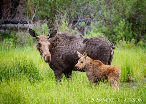 Tiny Moose Twins And More Mike Jackson Photography