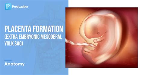 Placenta Formation Extra Embryonic Mesoderm Yolk Sac Prepladder