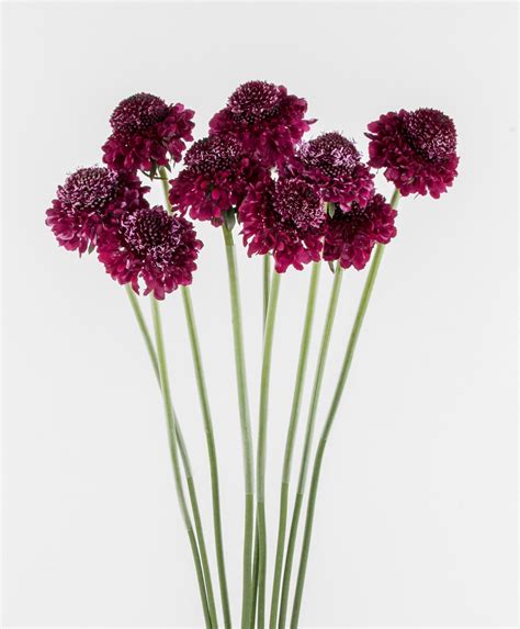 Scabiosa Scoop Raspberry Wafex