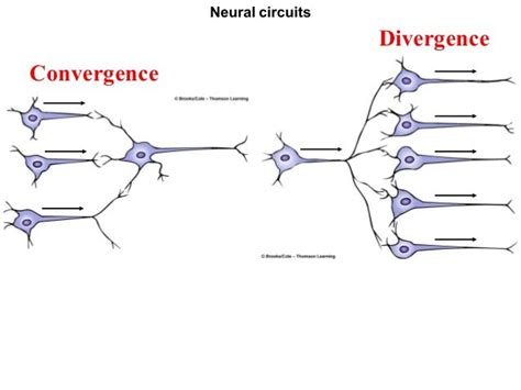 7 Neurons 7 Neurons