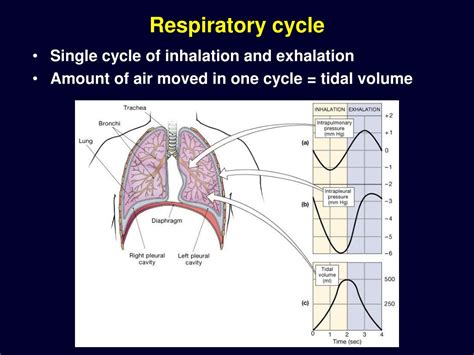Ppt Respiratory System Powerpoint Presentation Free Download Id