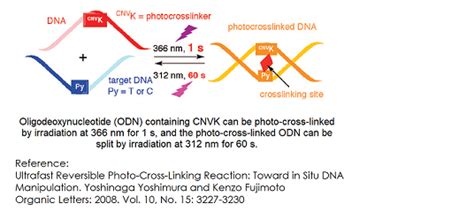 Cnvk Photo Cross Linker Oligo Modifications From Gene Link