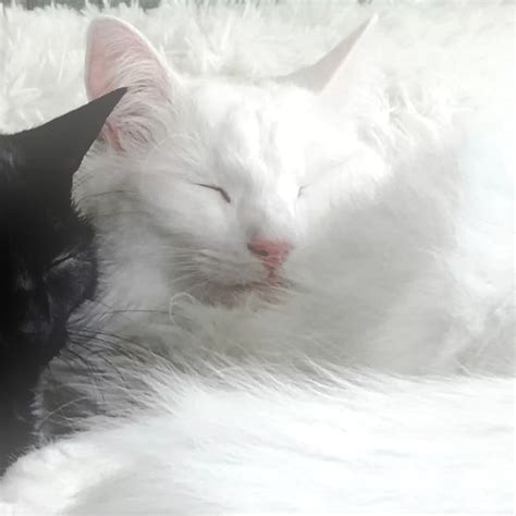 𝓶𝓪𝓽𝓬𝓱𝓲𝓷𝓰 𝓲𝓬𝓸𝓷𝓼 ༉‧₊˚ Cat Icon Cat Couple Pfp White And Black Cat