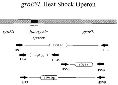 Primer Dimensions At Lucy Doak Blog