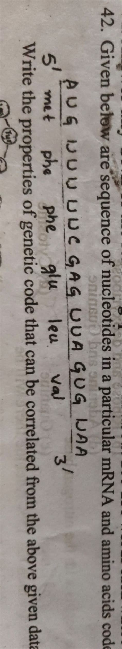 42 Given Below Are Sequence Of Nucleotides In A Particular Mra And Amino