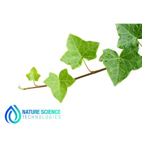 Ivy Leaf Extract Firming Botanical For Body Care Use