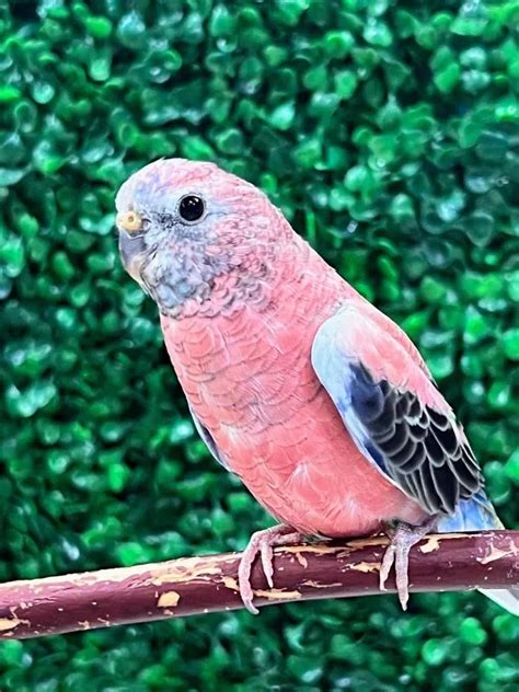 Rosy Bourke Dallas Parrots 1 Bird Sellers In United States