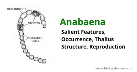 Anabaena Features Occurrence Structure Reproduction