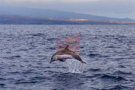 Liam Spender Buy Prints And Digital Downloads