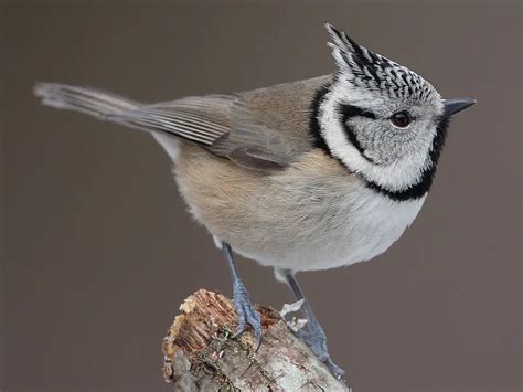 20 Stunning Crested Woodland Bird Species With Pictures