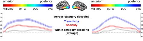 Figure 7 From Action Categories In Lateral Occipitotemporal Cortex Are