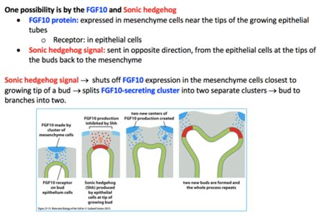 Branching Morphogenesis Flashcards Quizlet