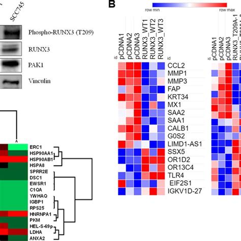 Regulation Of Tumorigenic Potential By Phospho Runx3 At T209 A Runx3