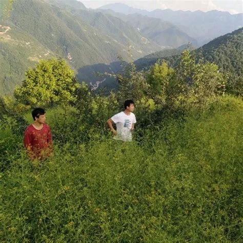 【泰山动态】严把产业验收 助力乡村振兴种植业养殖业李晓璐