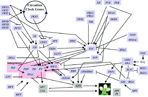 The Flowering Time Genetic Network The Genes Included In This Study