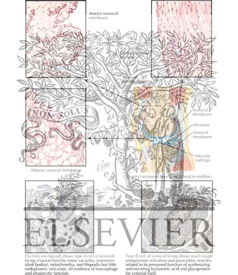 Structure And Function Of Synovial Membrane