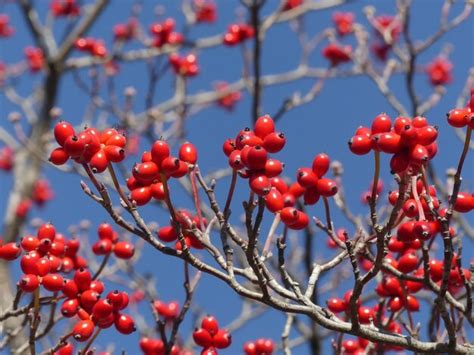 Premium Photo Red Berries Growing On Tree Premium Photo Red Berries Growing On Tree