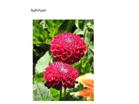 Book Creator მცენარეები