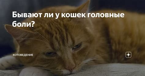 Бывают ли у кошек головные боли КотоВедение Зоопсихолог Юлия Иванова Дзен